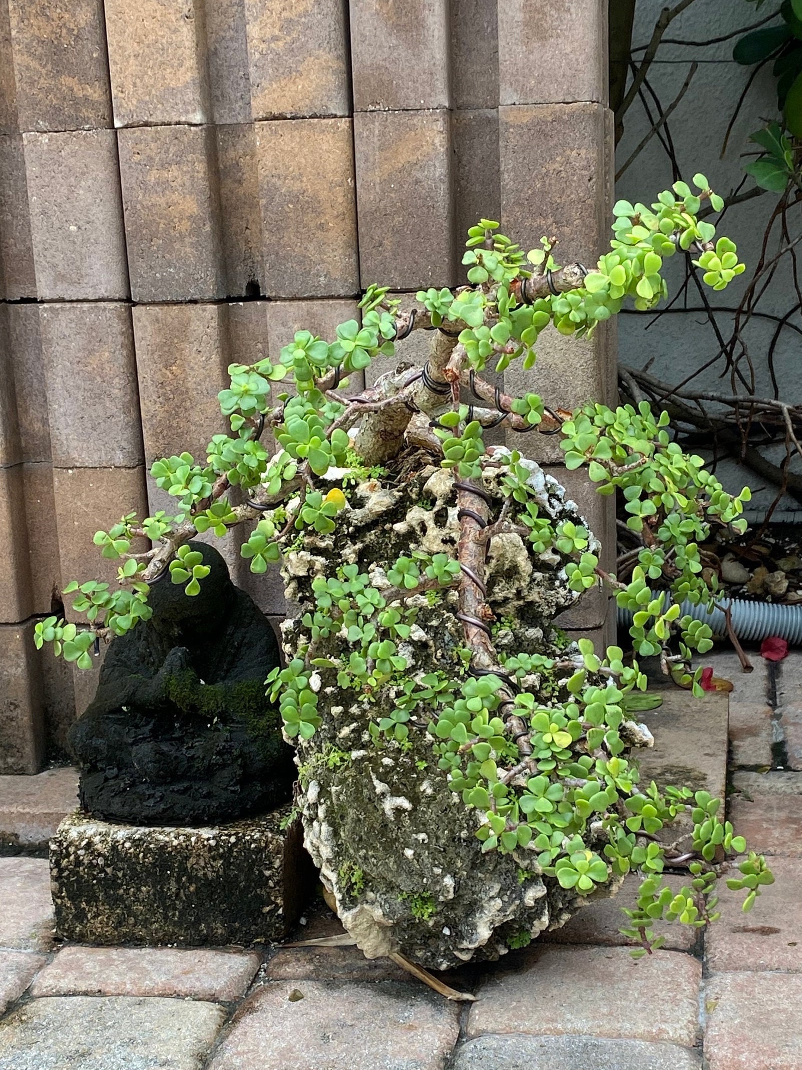 Portulacaria Afra jade Cascade Bonsai in Rock - Etsy