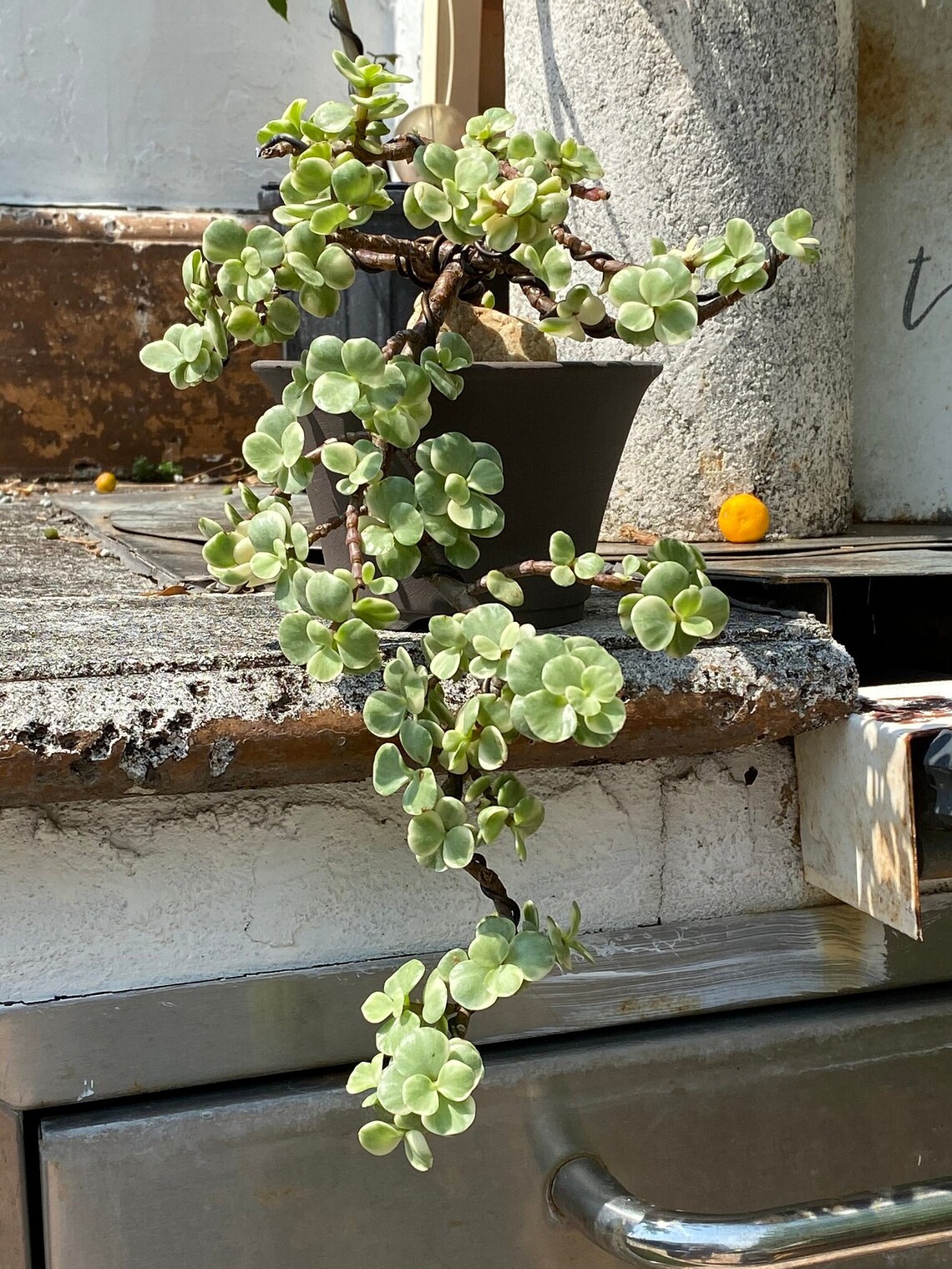 Variegated Portulacaria Afra (jade) Shohin Cascade Bonsai - Etsy