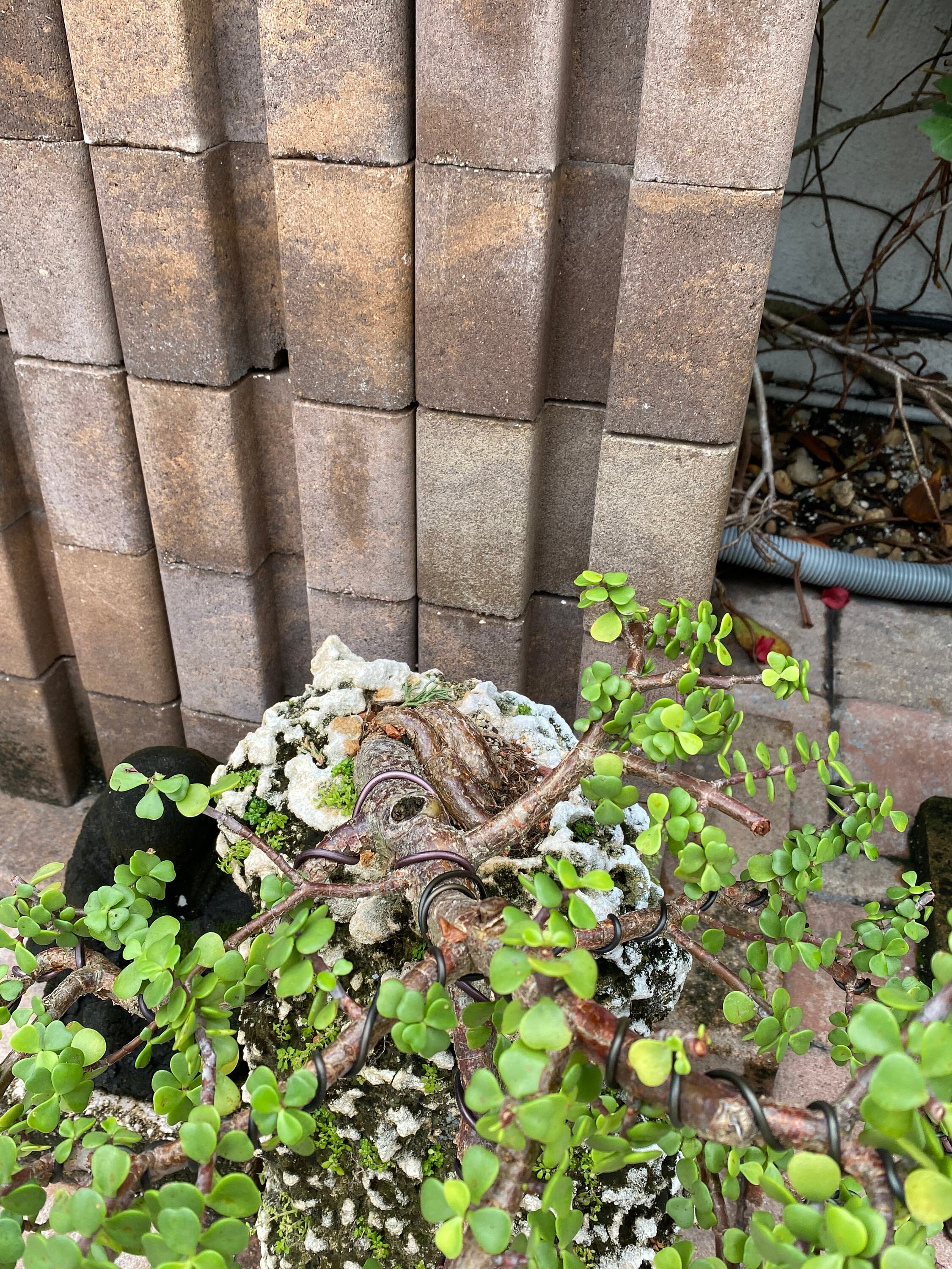 Portulacaria Afra jade Cascade Bonsai in Rock - Etsy