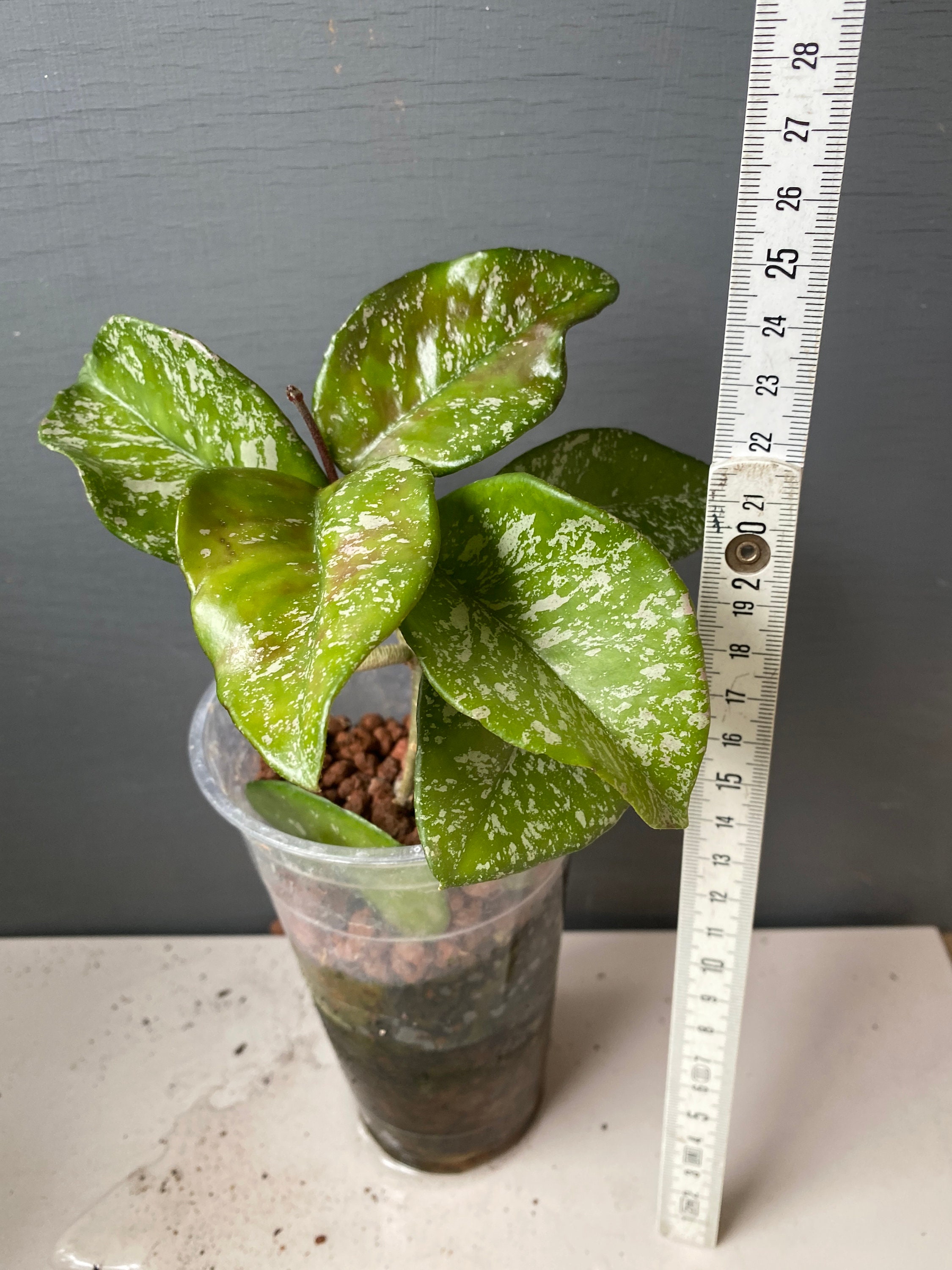 Hoya Carnosa Cv . Freckles Splash Waxflower Houseplant Plant - Etsy Canada