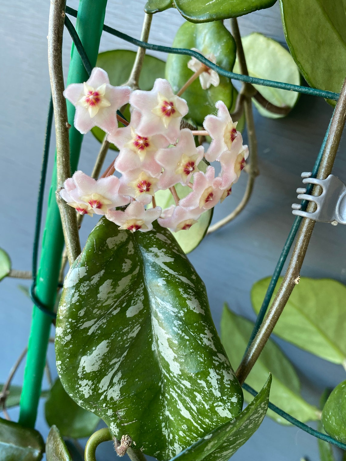 Hoya Carnosa Cv . Freckles Splash Waxflower Houseplant Plant - Etsy Canada