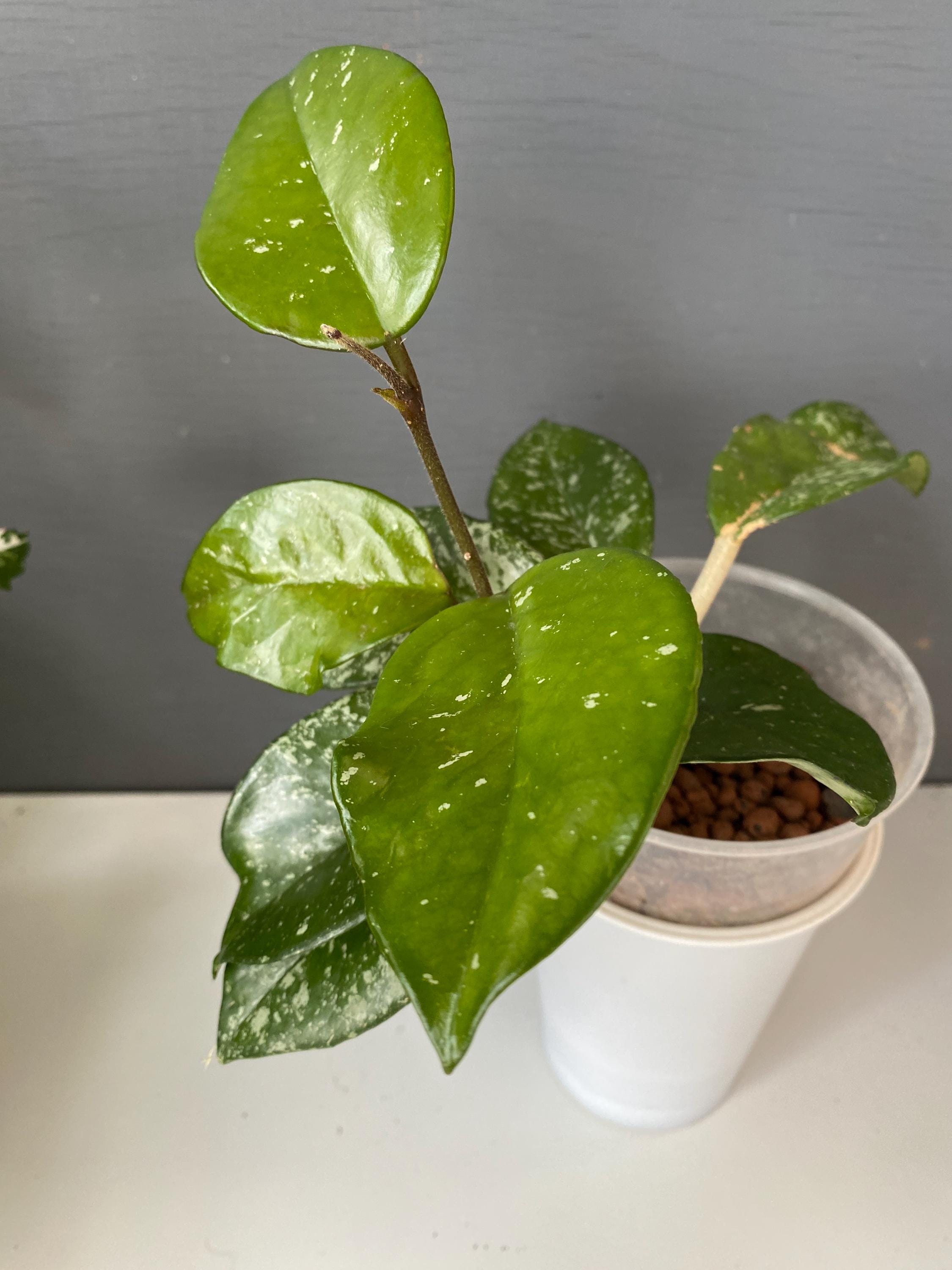 Hoya Carnosa Cv . Freckles Splash Waxflower Houseplant Plant - Etsy Canada