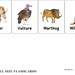 Safari Animals Cards 28 Cards Flash Cards Nomenclature Flashcards PDF ...