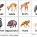 Safari Animals Cards 28 Cards Flash Cards Nomenclature Flashcards PDF ...