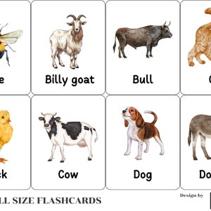 Farm Animals Cards 20 Cards Flash Cards Nomenclature Flashcards PDF ...
