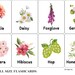 Flowers Cards 38 Cards Flash Cards Nomenclature Flashcards PDF ...