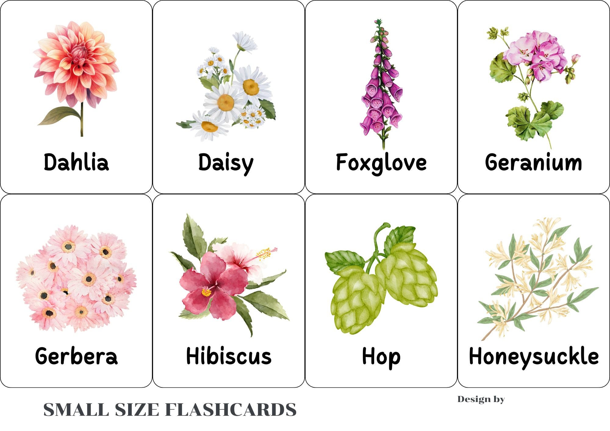 Flowers Cards 38 Cards Flash Cards Nomenclature Flashcards PDF ...