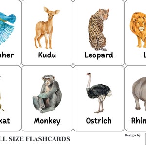 Safari Animals Cards 28 Cards Flash Cards Nomenclature Flashcards PDF ...