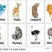 Safari Animals Cards 28 Cards Flash Cards Nomenclature Flashcards PDF ...