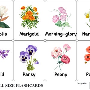 Flowers Cards 38 Cards Flash Cards Nomenclature Flashcards PDF ...