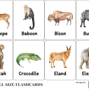 Safari Animals Cards 28 Cards Flash Cards Nomenclature Flashcards PDF ...