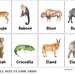 Safari Animals Cards 28 Cards Flash Cards Nomenclature Flashcards PDF ...