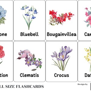 Flowers Cards 38 Cards Flash Cards Nomenclature Flashcards PDF ...