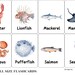 Ocean Animals Cards 24 Cards Flash Cards Nomenclature Flashcards PDF ...