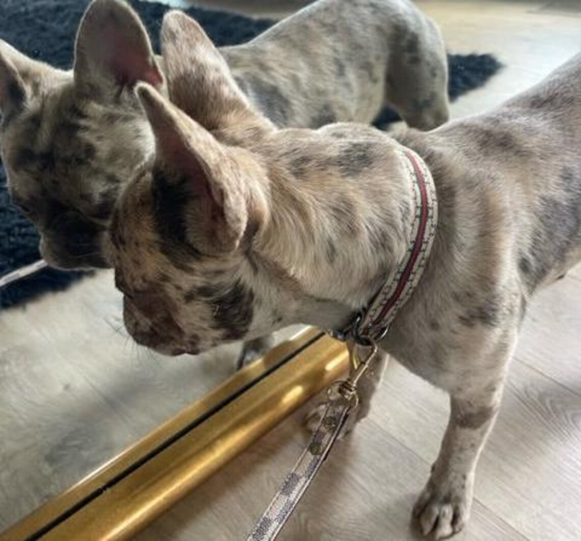 Heavy Duty Luxury Checkered Collar - Etsy