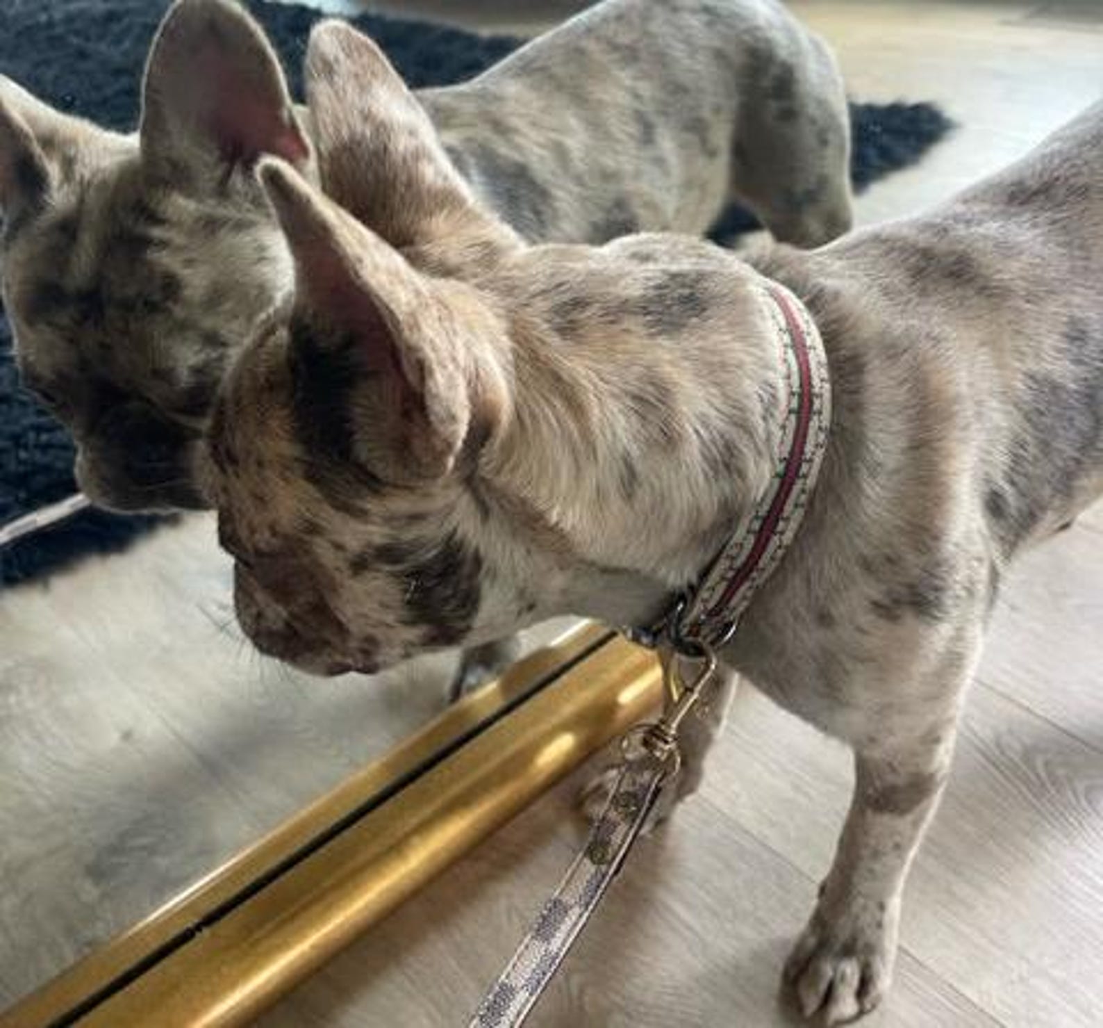 Heavy Duty Luxury Checkered Collar - Etsy