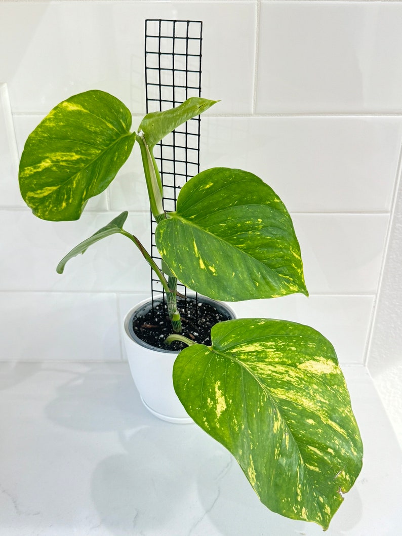 Hawaiian Big Leaf Golden Pothos Cutting or Rooted in Soil - Etsy