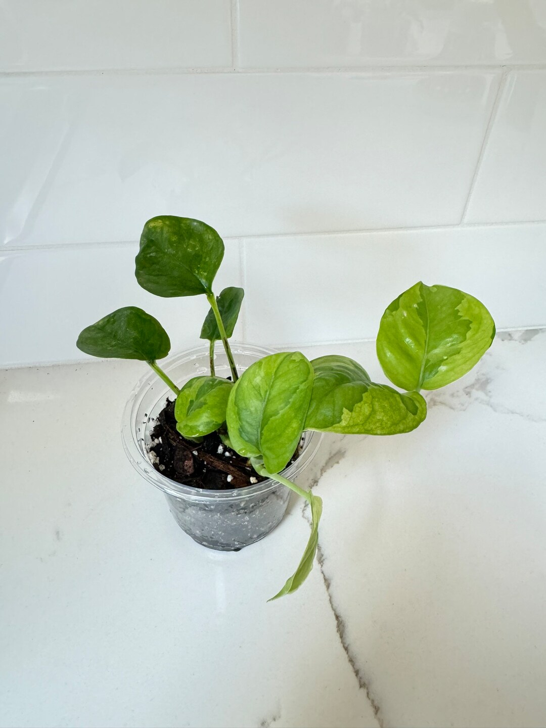 3 RARE Lizard Queen Mutant Pothos Epipremnum Aureum Rooted Cutting in ...