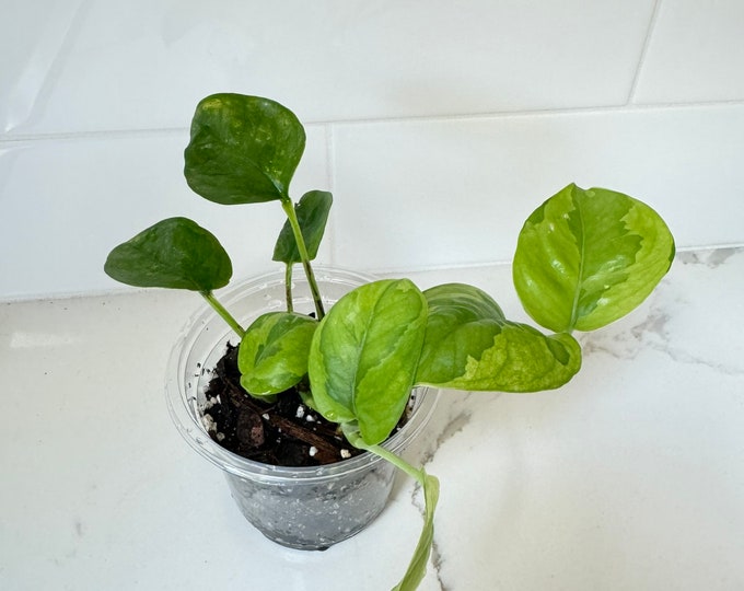 3 RARE Lizard Queen Mutant Pothos Epipremnum Aureum Rooted Cutting in ...