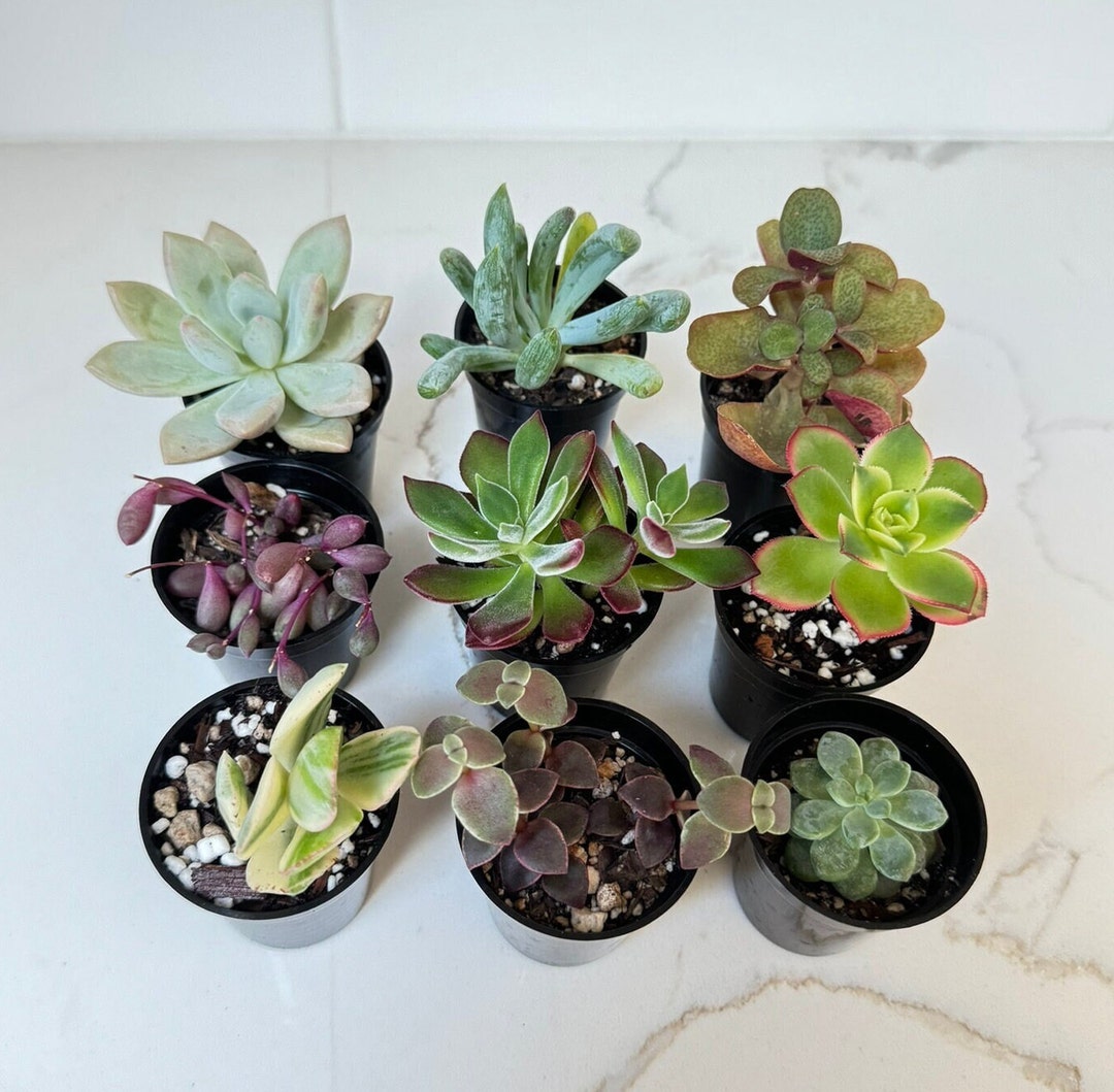 2in Assorted Succulents Mystery Assortment Pack - Etsy