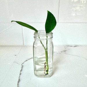 Skeleton Key Pothos Epipremnum Aureum Starter Plant or Cuttings - Etsy