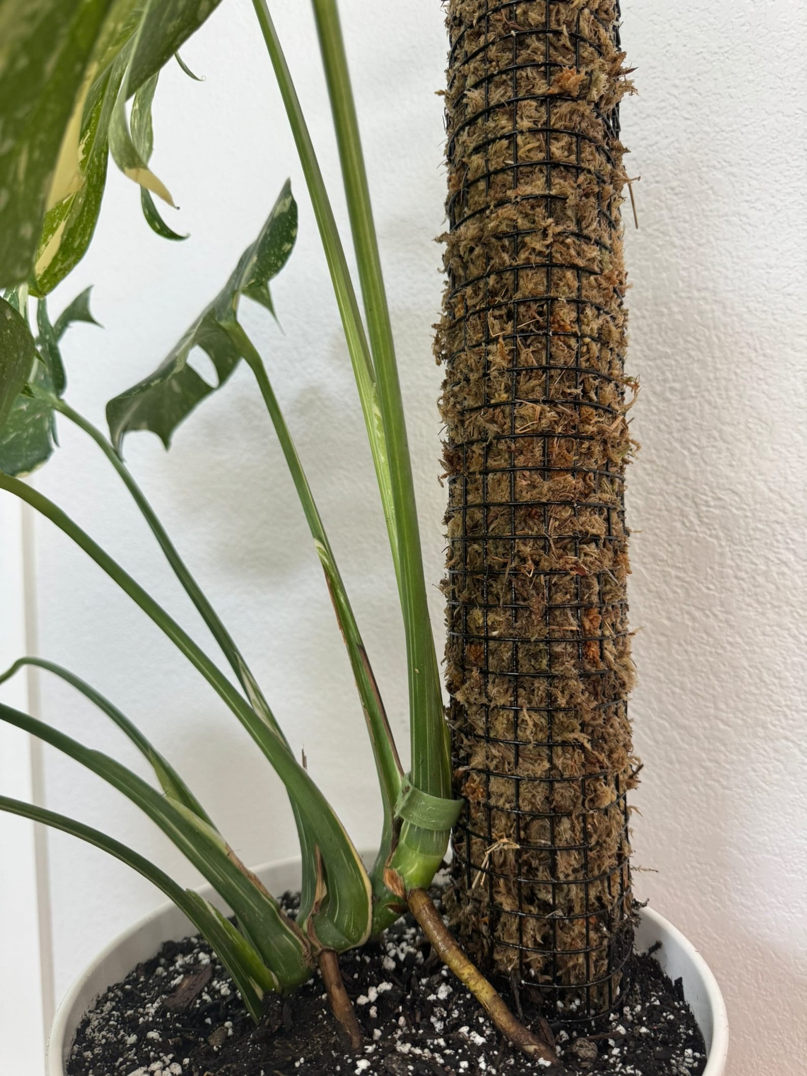 24" Stackable Sphagnum Moss Pole, Homemade Moss Totem - Etsy