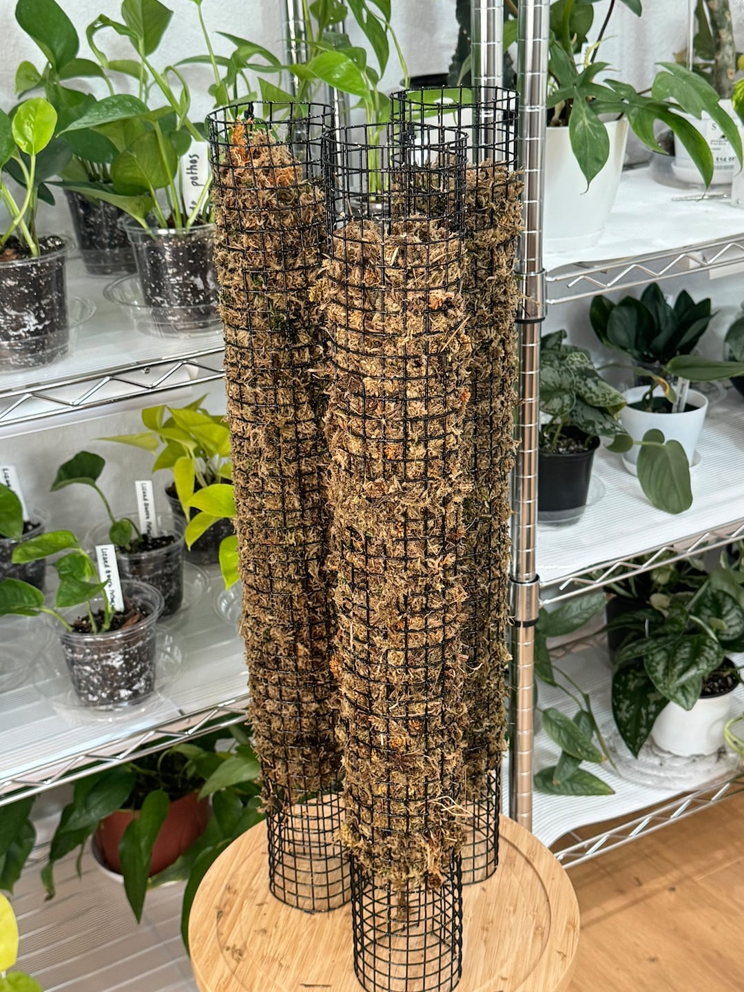24" Stackable Sphagnum Moss Pole, Homemade Moss Totem - Etsy