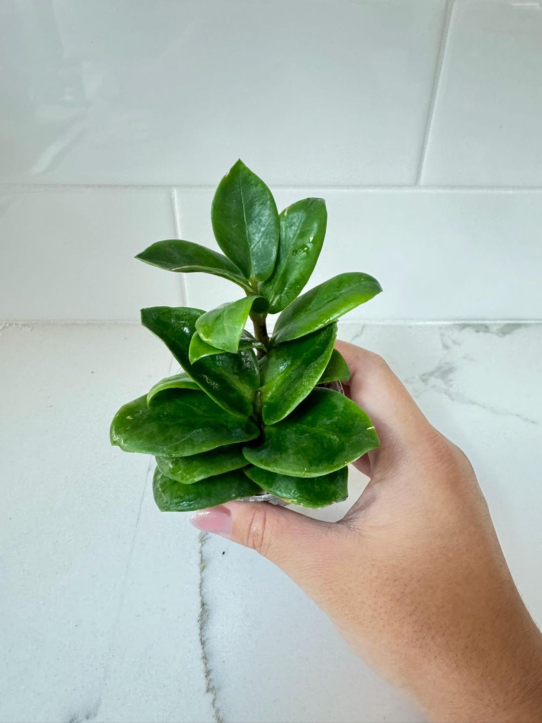 ZZ 'zenzi' -zamioculcas Zamiifolia Starter Plant 2.5" - Etsy