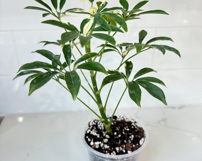 Schefflera 'moondrop' Variegated Umbrella Plant - Etsy