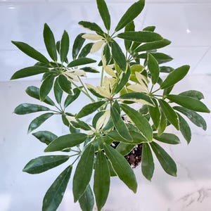 Schefflera 'moondrop' Variegated Umbrella Plant - Etsy