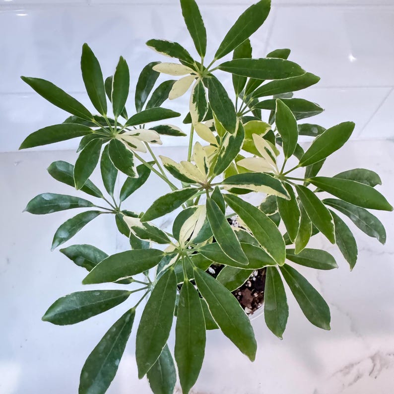 Schefflera 'moondrop' Variegated Umbrella Plant - Etsy