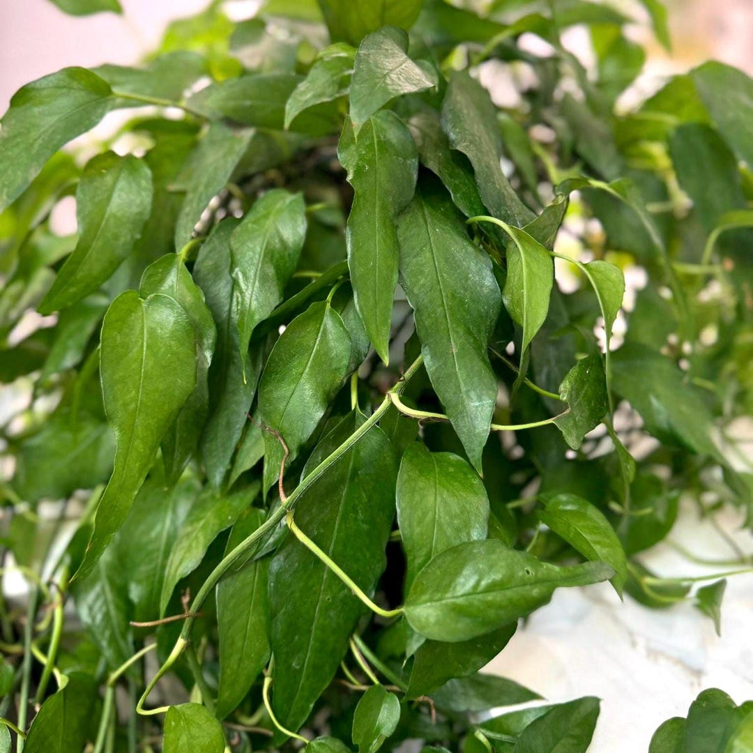 Skeleton Key Pothos Epipremnum Aureum Starter Plant or Cuttings - Etsy