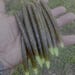 Custom Core Shot Senko Style Stick Baits - Green Pumpkin Flash ...
