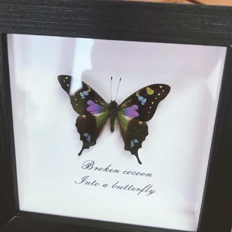 Real Butterfly Framed - Etsy