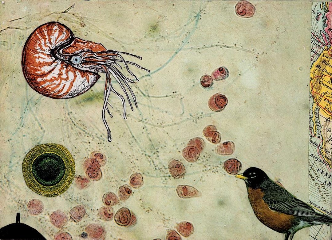 The Nautilus and the Robin - Etsy