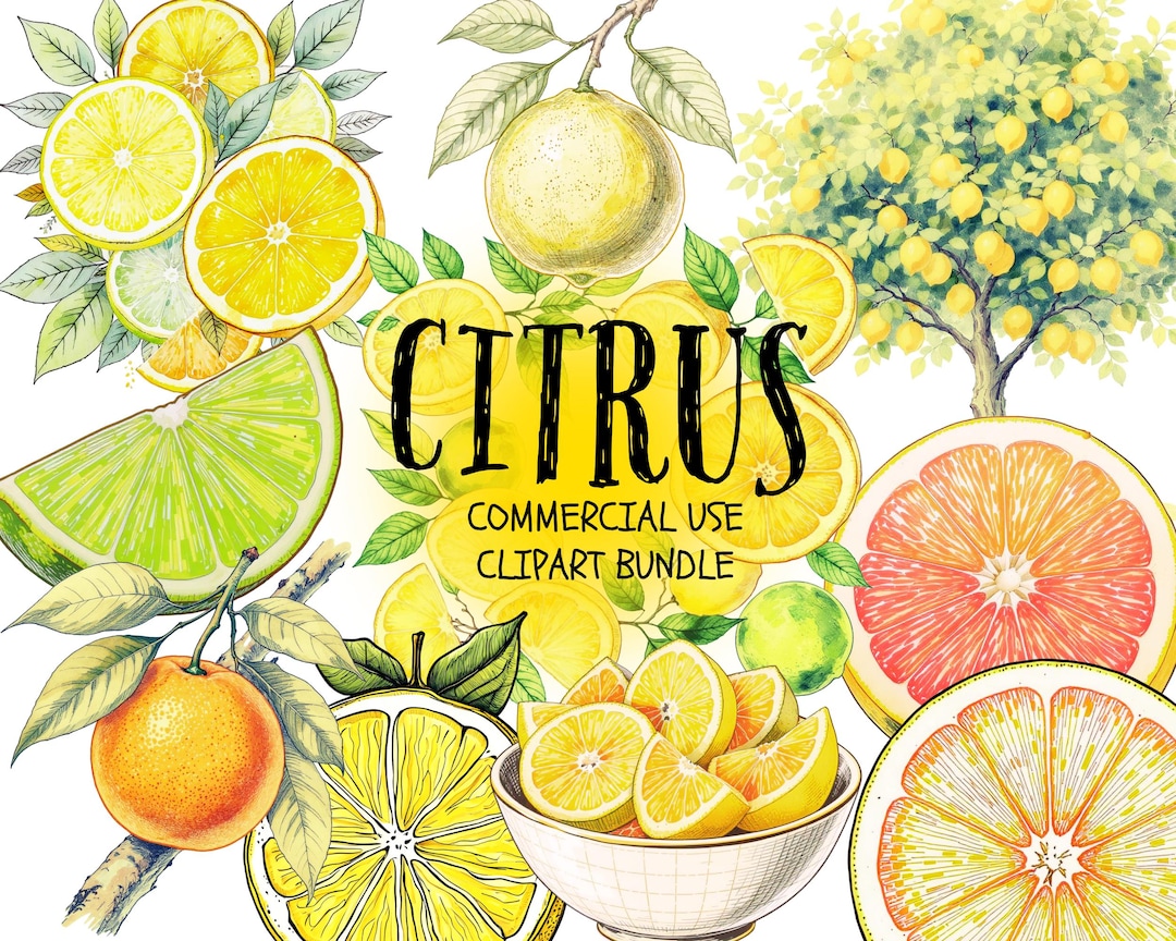 CITRUS CLIPART PNG Bundle-lemon, Limes, Oranges and Grapefruit Slices ...