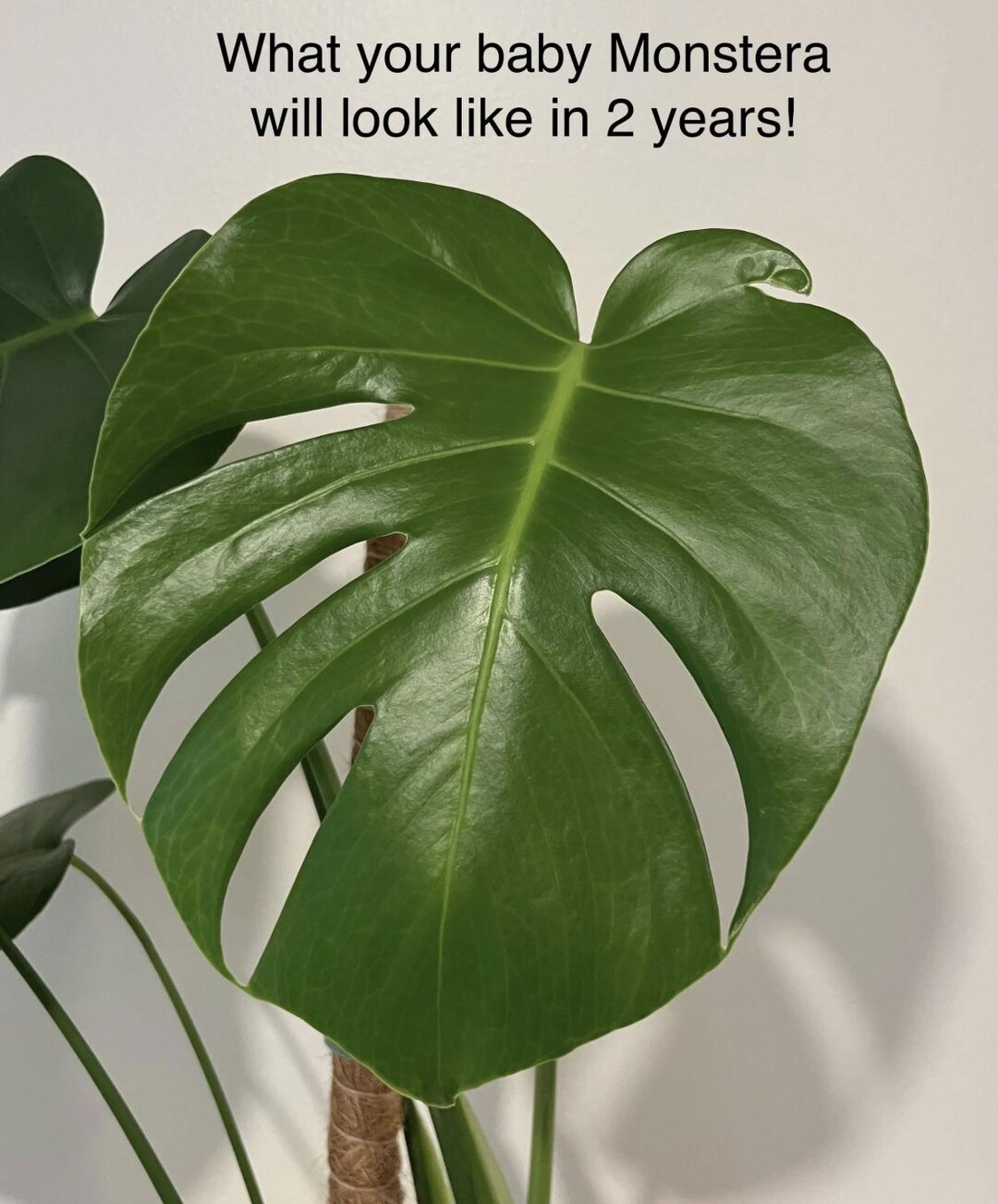 14" Giant Monstera Deliciosa - Grown From Seed - Young Plants - FREE ...