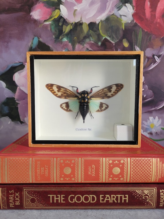 Cicadicae Exhibit Case - Butterfly Display Case, Deco… - Gem