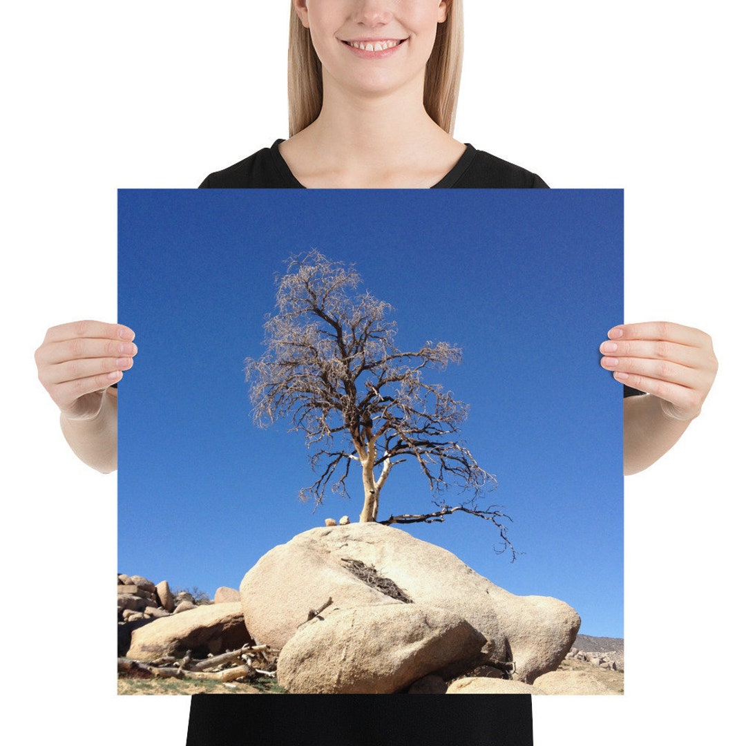 Joshua Tree Photo Print 10x10, 12x12, 14x14, 16x16, 18x18 Unframed - Etsy