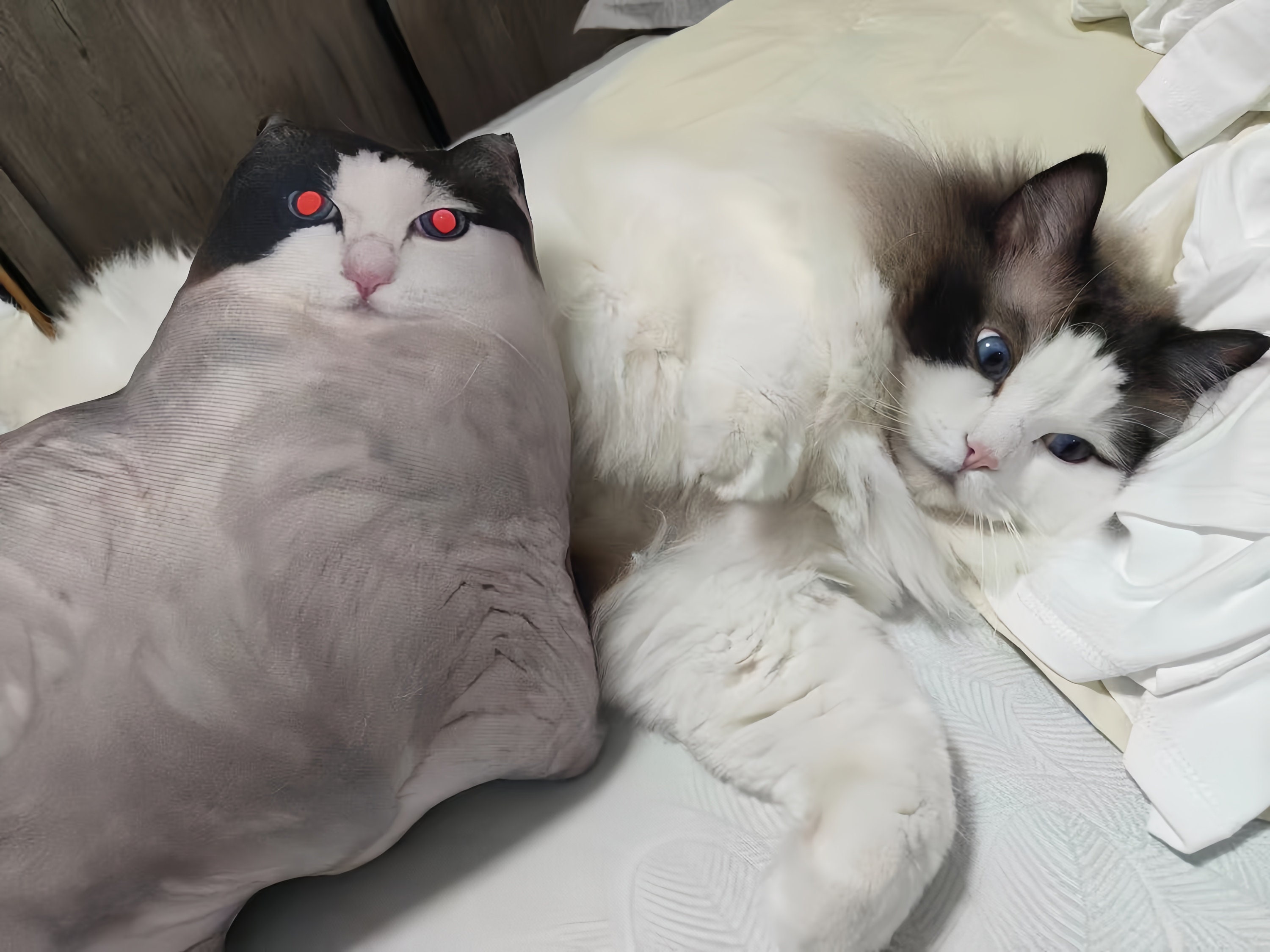 Ugly Cat Pillow Custom Print Photo Custom Special-shaped Doll Pet ...