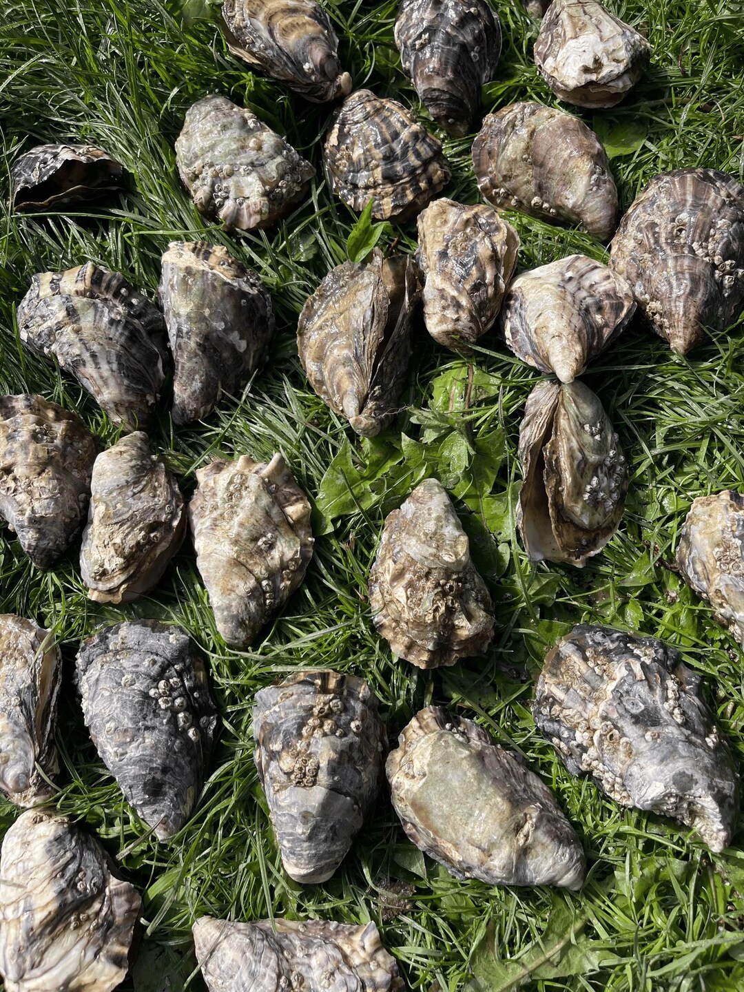 50 Oyster Shells - Matching Cups & Lids - Assorted Sizes - Etsy