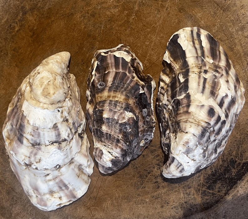 10 Oyster Shells - Matching Cup & Lid - Assorted Sizes - Etsy