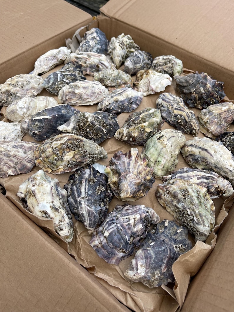 50 Small Oyster Shells - Matching Cups & Lids - Assorted Sizes - Etsy