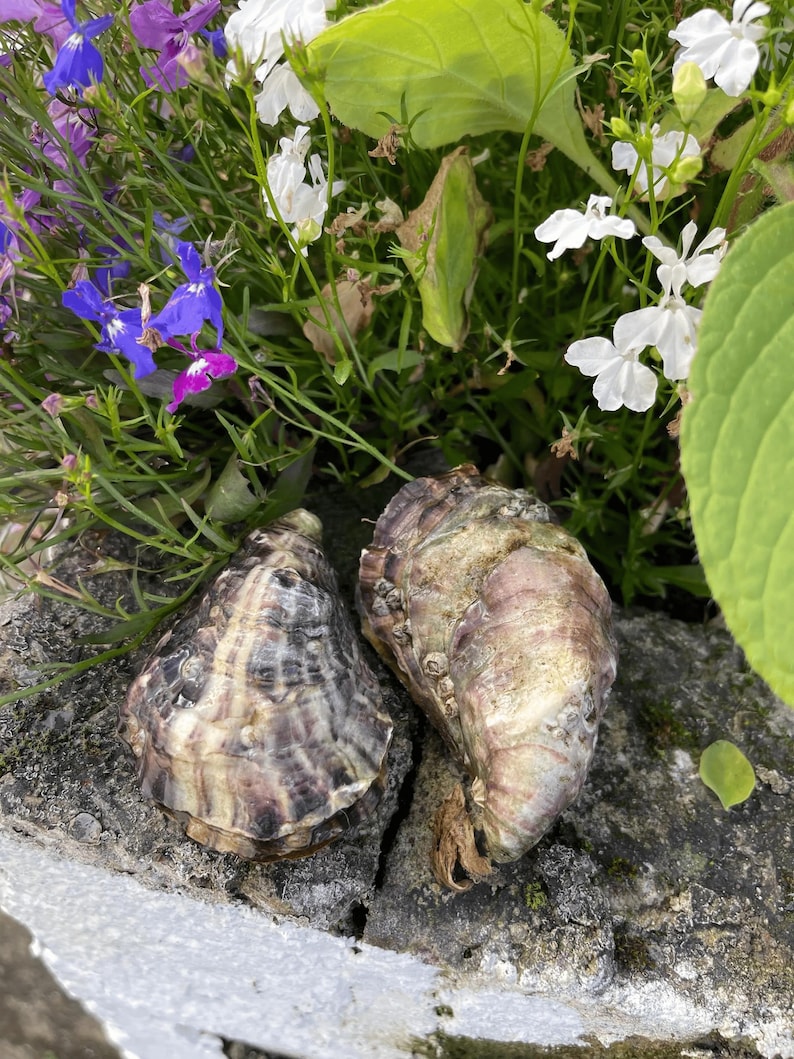 50 Oyster Shells - Matching Cups & Lids - Assorted Sizes - Etsy