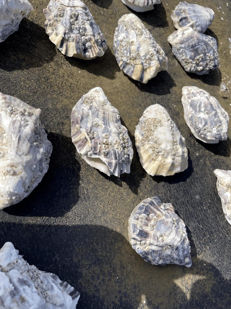10 Oyster Shells - Matching Cup & Lid - Assorted Sizes - Etsy