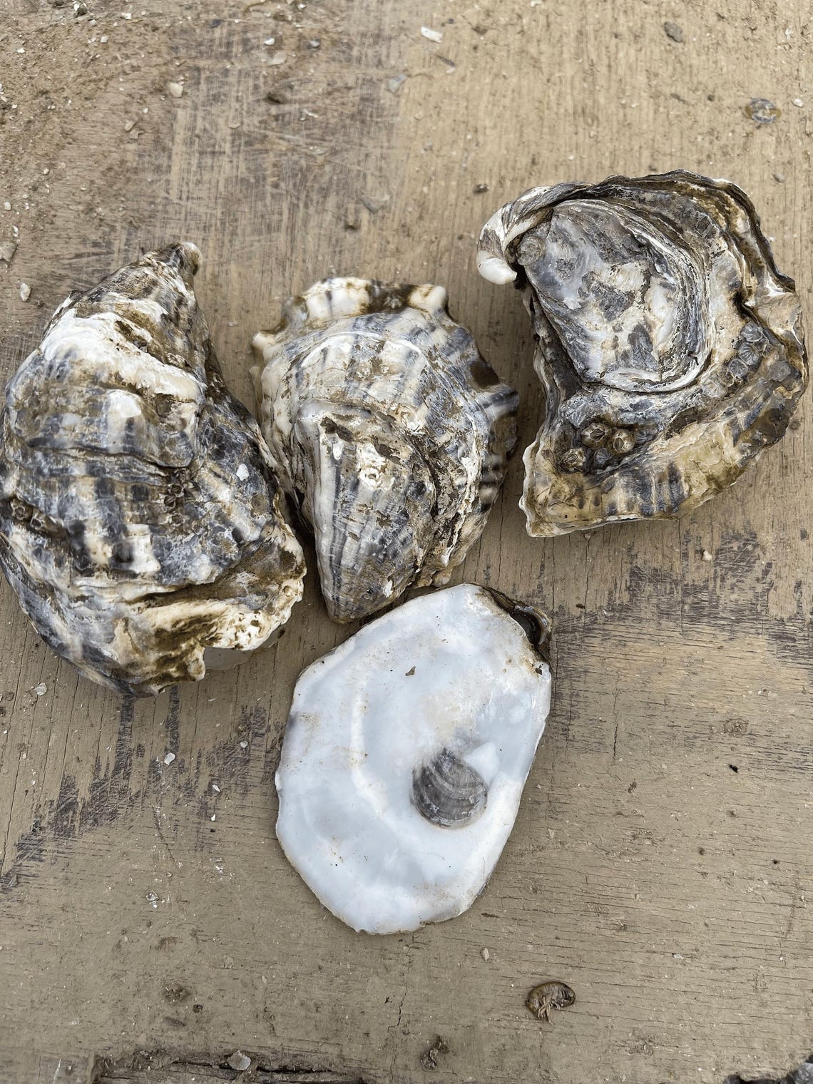 50 Oyster Shells Matching Cups & Lids Assorted Sizes - Etsy