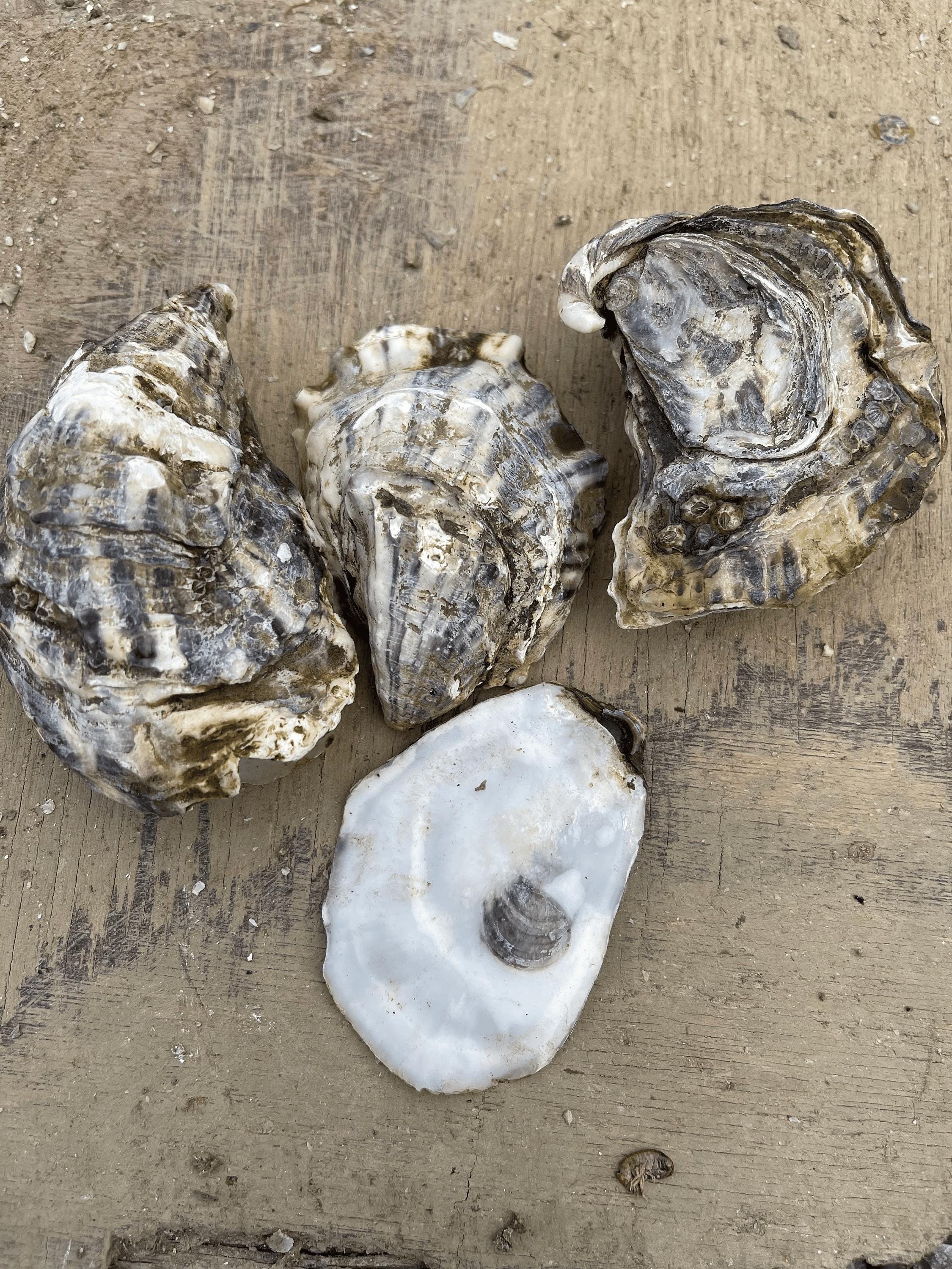 50 Oyster Shells - Matching Cups & Lids - Assorted Sizes - Etsy