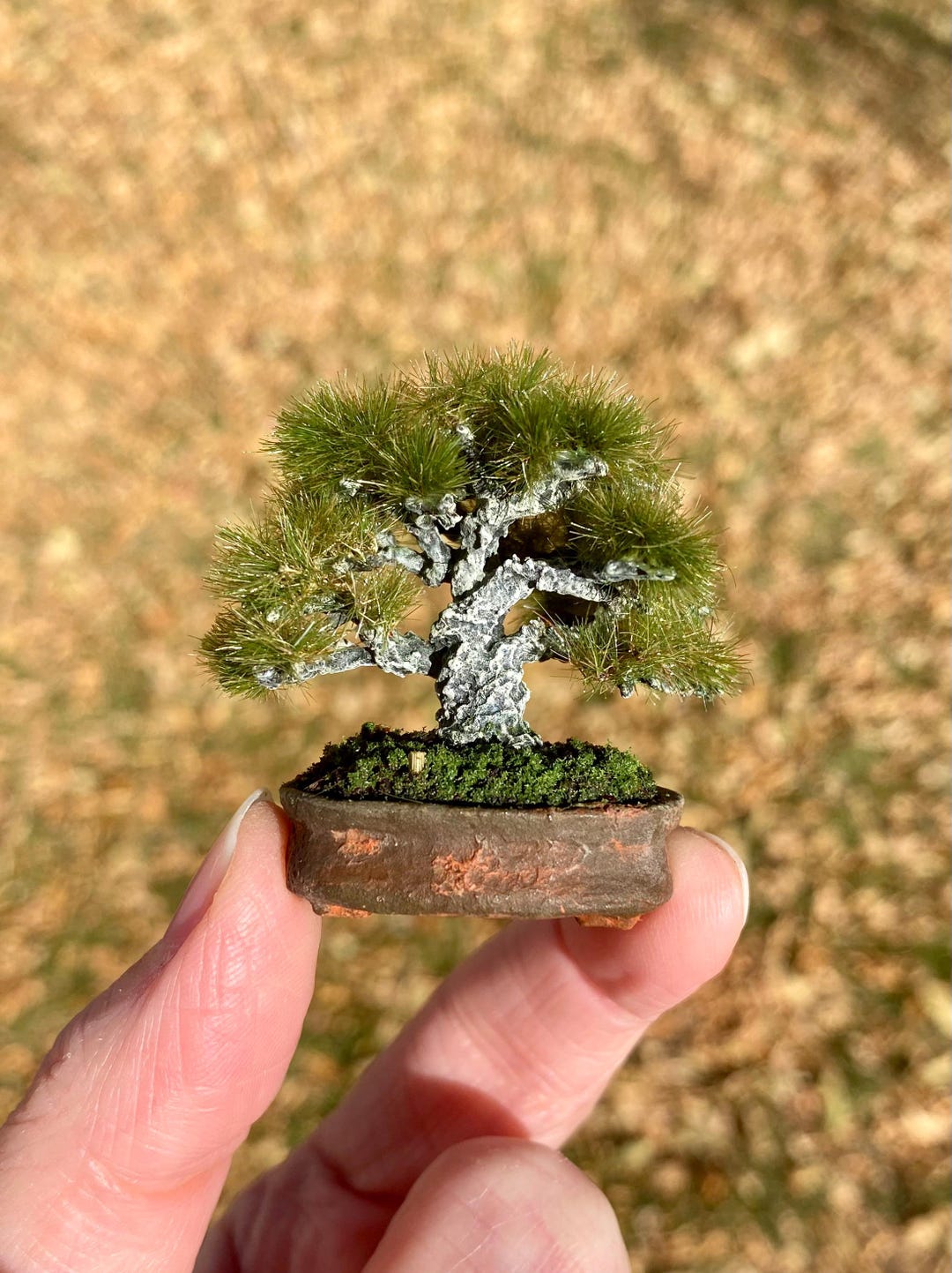 1:12 Scale Conifer Bonsai Sculpture in an Oxidized Iron Finished Clay ...