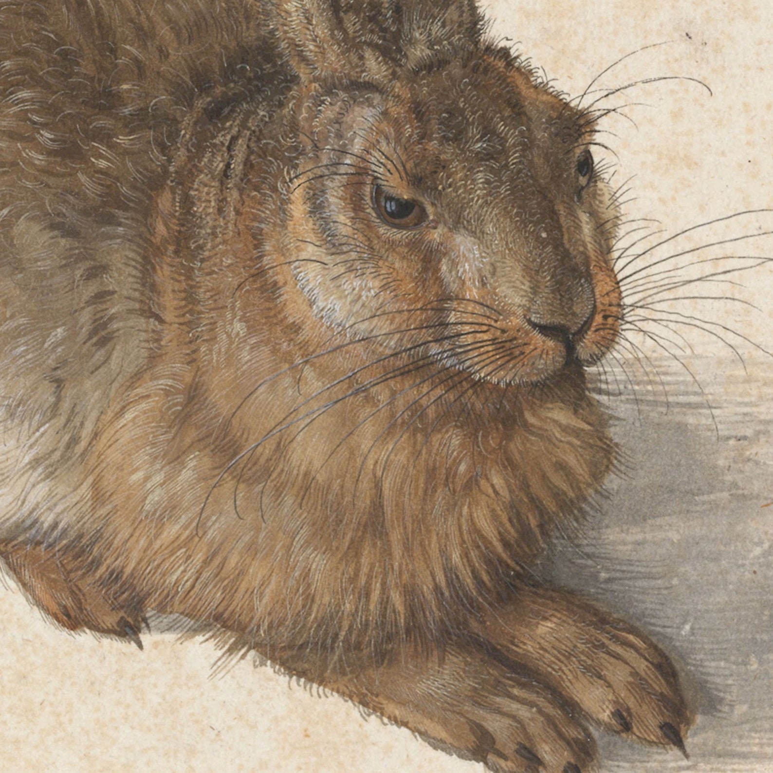 Albrecht Durer Young Rabbit Watercolor 1502 Antique Vintage Home Decor ...