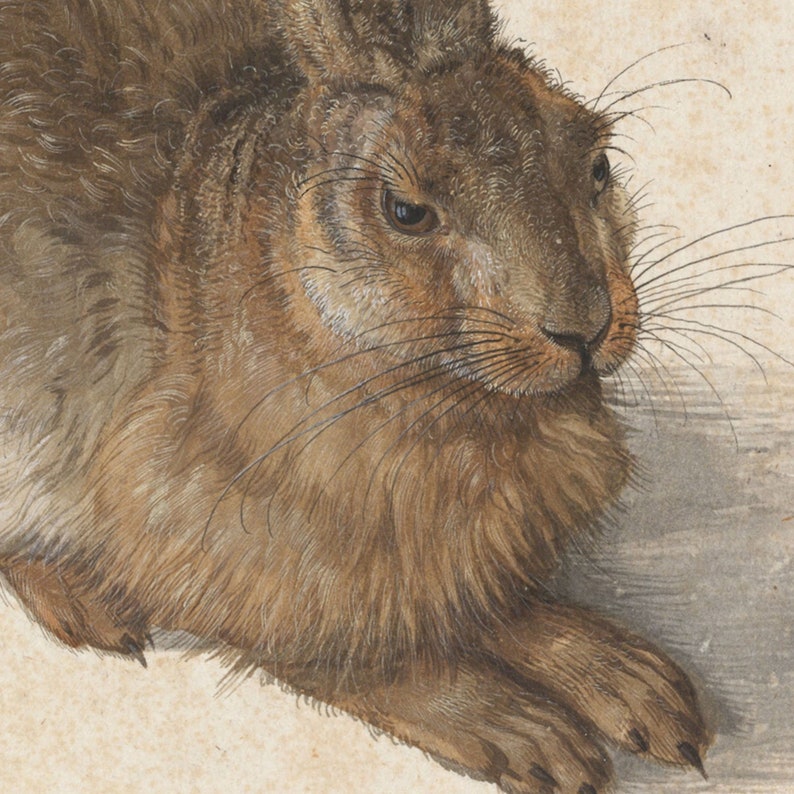 Albrecht Durer Young Rabbit Watercolor 1502 Antique Vintage Home Decor ...